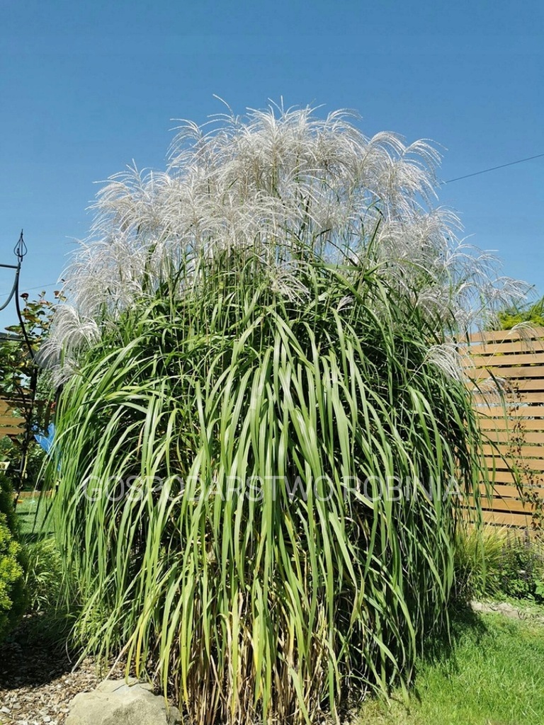 MISKANT CHIŃSKI MEMORY trawa ozdobna 2L - 13203246590 - oficjalne ...