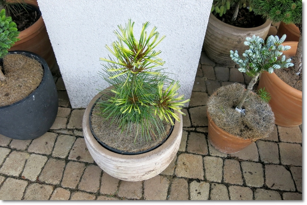 Pinus koraiensis 'Jack Corbit' - UNIKAT !!!!!!!!!! - 8221676328 - oficjalne archiwum Allegro