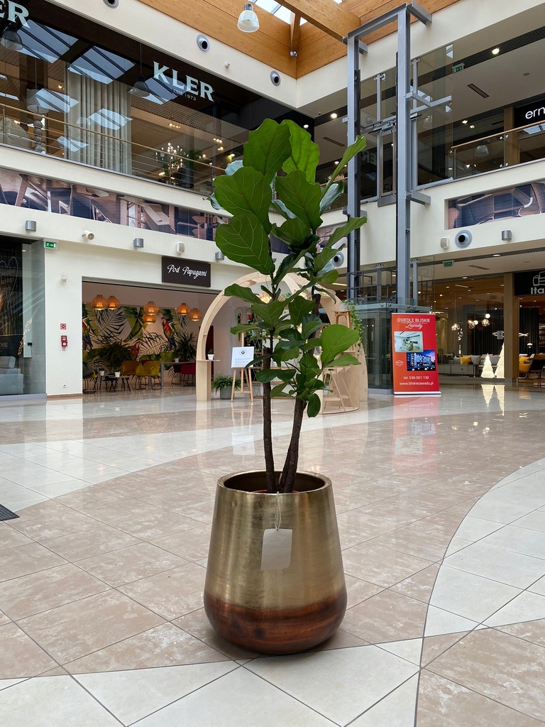 Ficus Lyrata fikus lirata drzewko 170 cm - 13381389063 - oficjalne ...