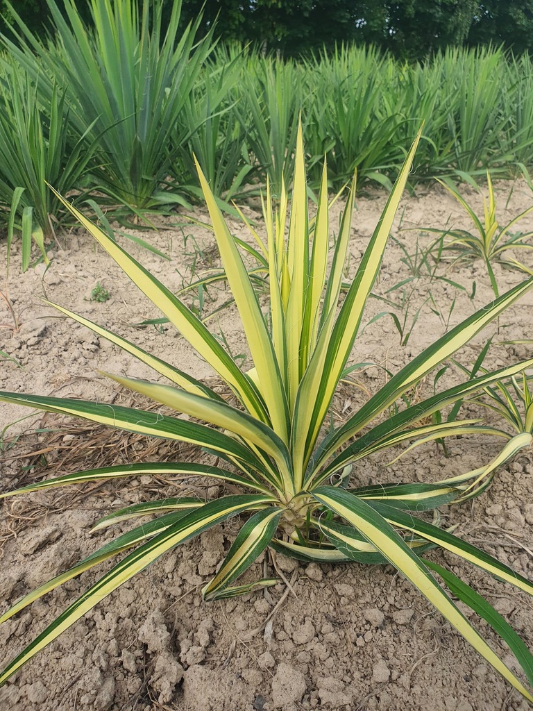 juka yucca juka ogrodowa colour guard - 12614700256 - oficjalne ...