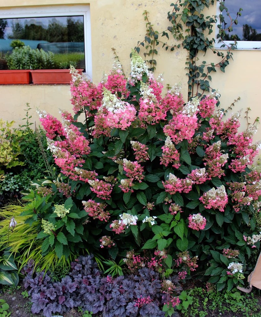 Hortensja PINKY WINKY stożkowe DWUBARWNE kwiaty - 7181595434 ...