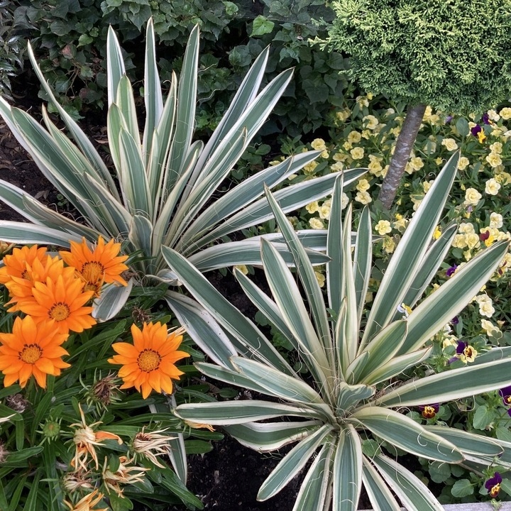 Juka zwisła IVORY TOWERS Jukka Yucca Obrzeżone liście Sadzonki w ...