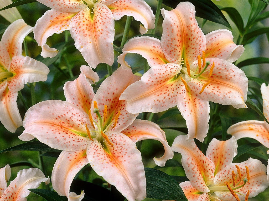 Piękna Lilia (Lilium) Salmon Star 1 szt. - 11685150789 - oficjalne ...