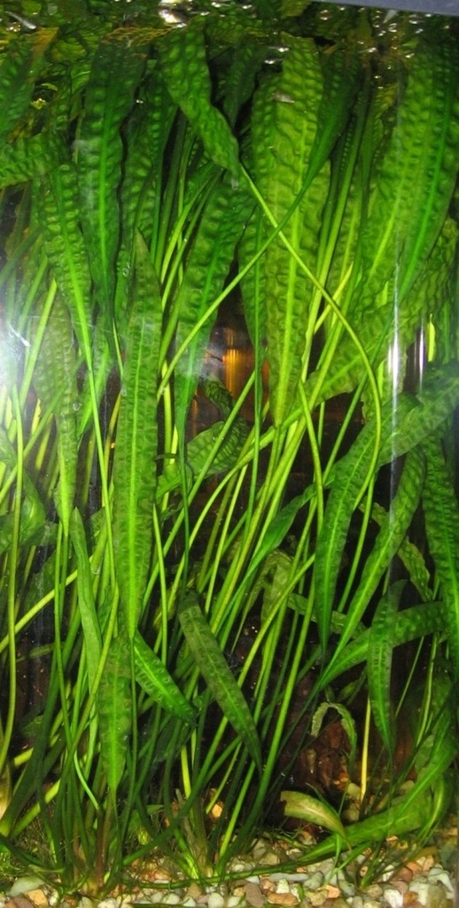 KRYPTOKORYNA KARBOWANA, ZWARTKA, APONOGETIFOLIA - 8125384521 ...