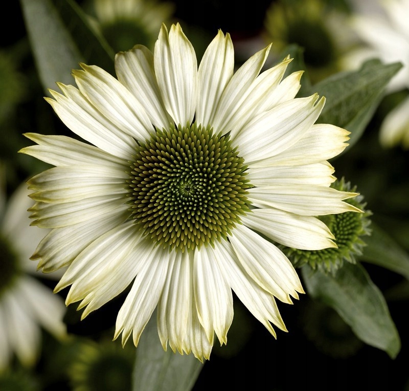 Jeżówka "Prairie Splendor Compact White" - 10849846772 - oficjalne ...