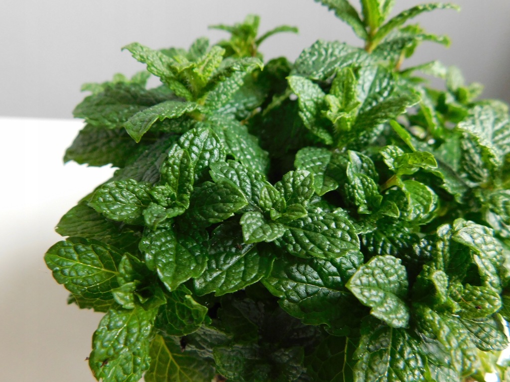 mięta mojito gęsta zdrowa sadzonka - 13576667934 - oficjalne archiwum ...