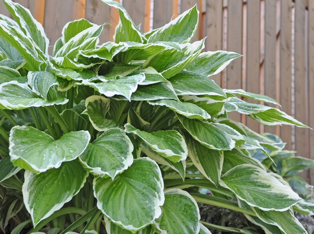 Funkia Hosta SPRING MORNING NIETYPOWY ZABARWIENIE - 11721236999 ...