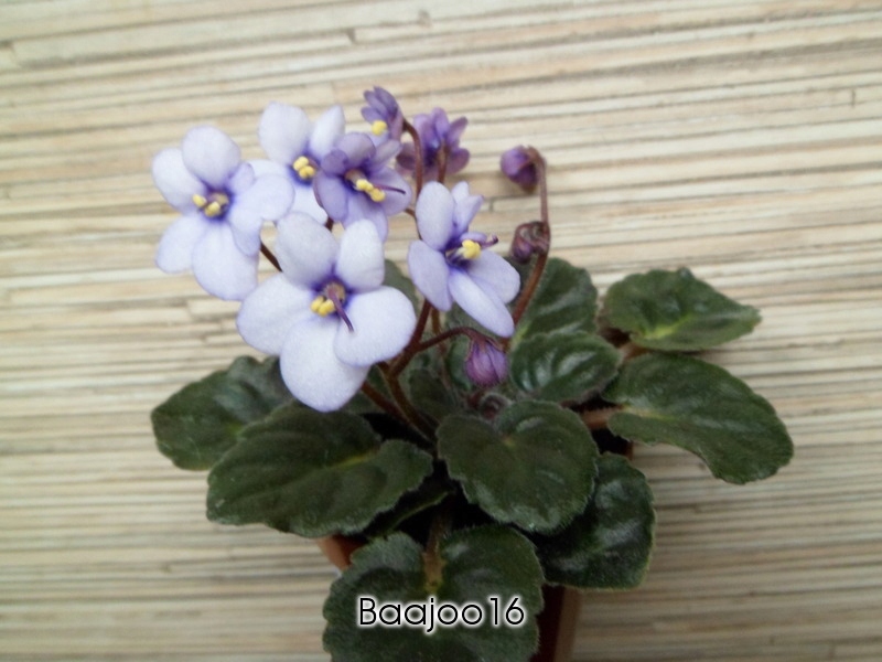 Fiołek afrykański Snuggles Blue Angel-sadzonka - 8082448115 - oficjalne ...