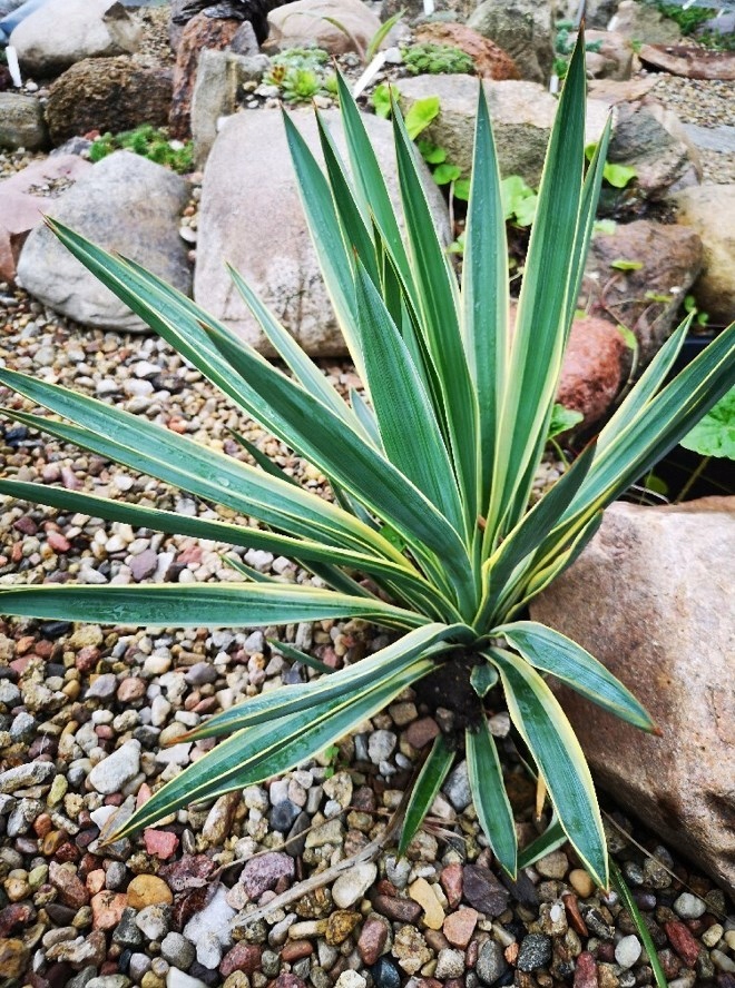 Juka yucca GLORIOSA VARIEGATA dwukolorowe liście MROZOODPORNA w ...