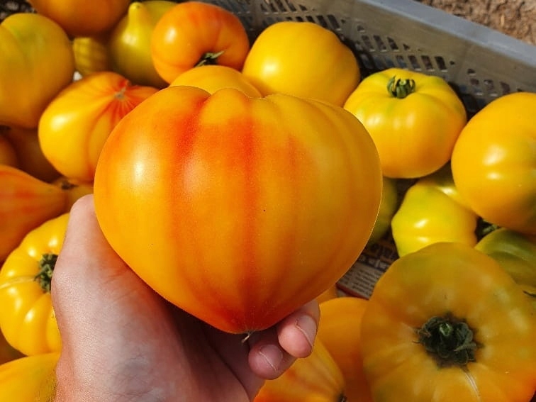 Pomidor Gourmansun żółty bawole serce sadzonka P9 - 13133545733 ...