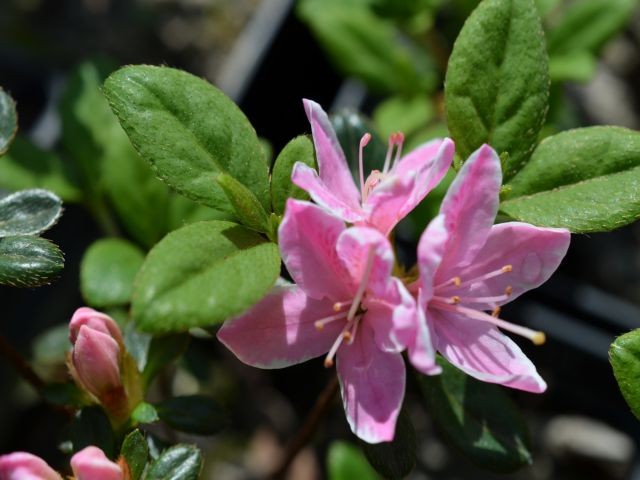 Azalia Japońska DIAMOND ZAMELROSE Rhododendron - 7345179949 - oficjalne ...