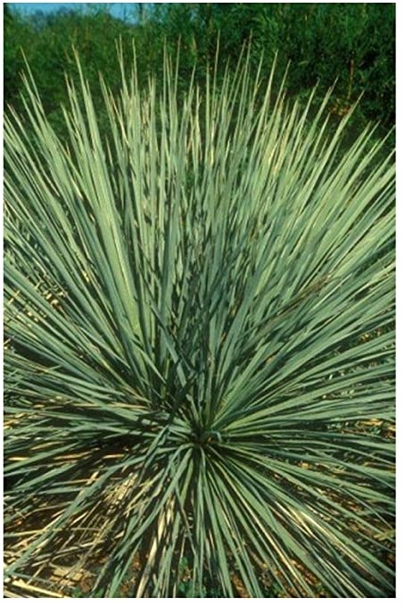 Yucca glauca 'Angustifolia' mrozoodporna - 10745726103 - oficjalne ...