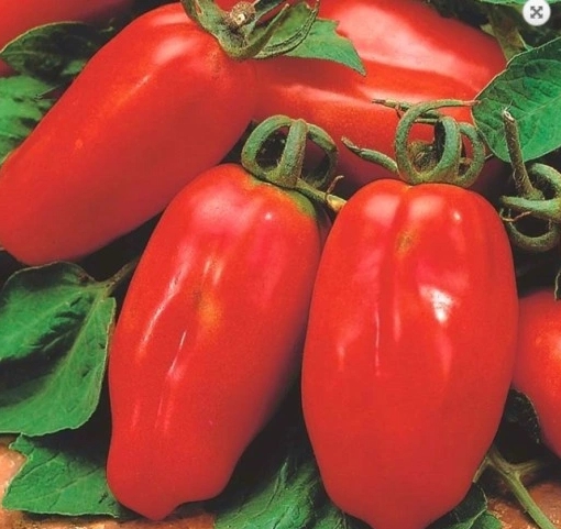 Sadzonka rozsada Pomidor szklarniowy - Marzano 2 - 13259736660 - oficjalne archiwum Allegro