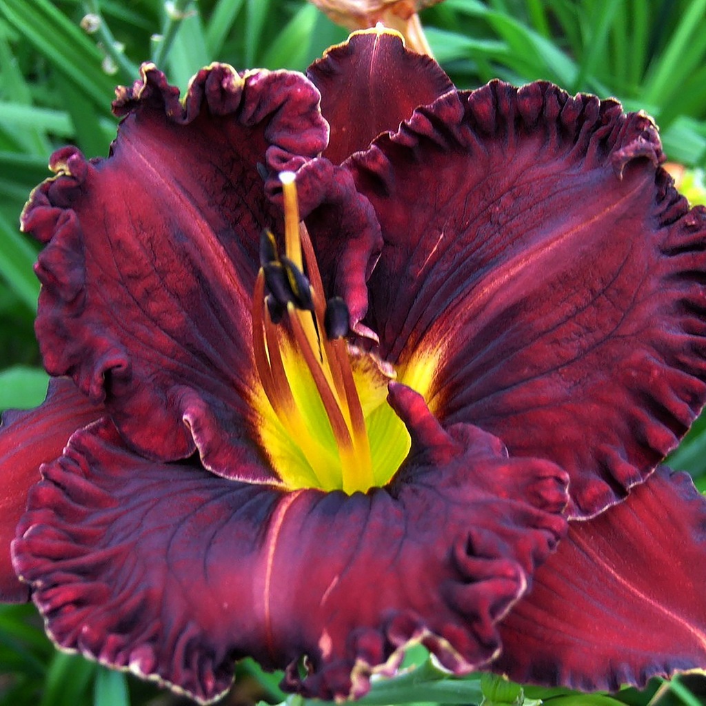 LILIOWIEC PURPLELICIOUS aksamitny, b. ciemny - 7323542130 - oficjalne ...