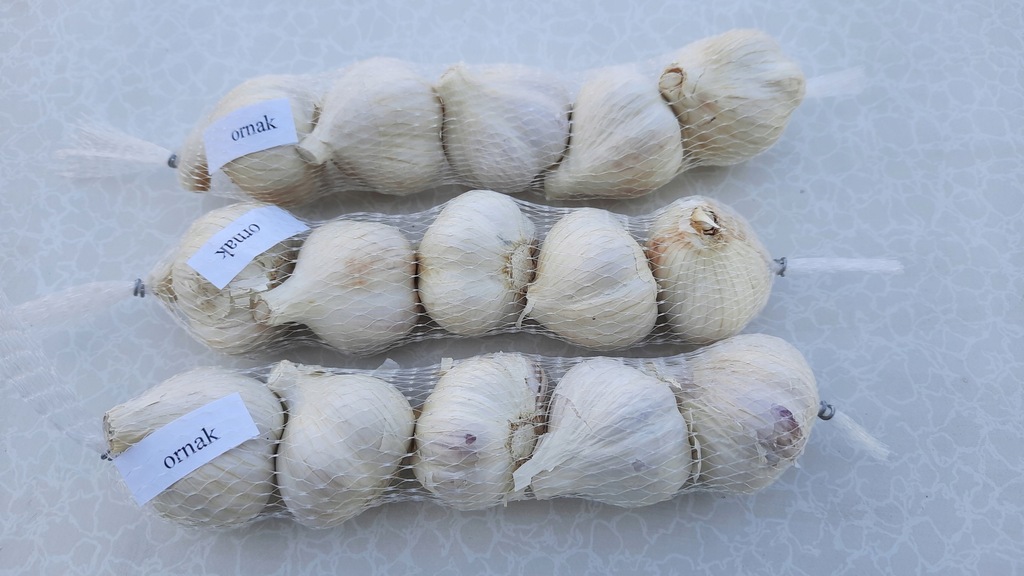 Czosnek polski ORNAK EKO siatka 5 sztuk 5 - 6 cm - 12579189840 ...