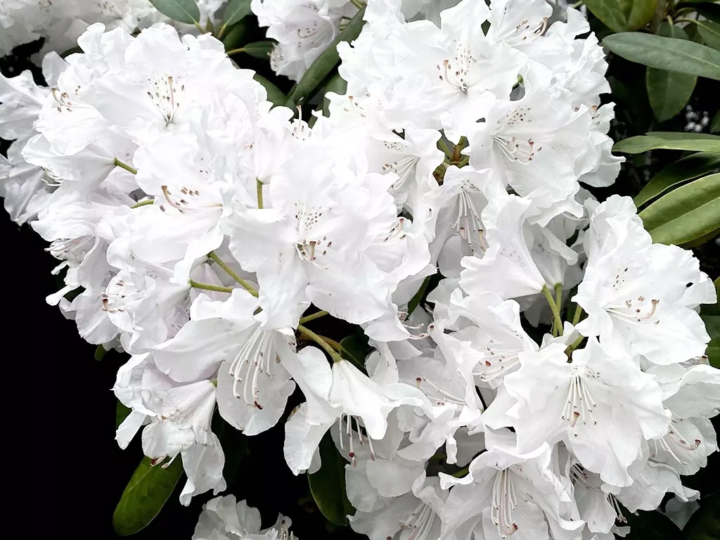 AZALIA OGRODOWA (AZALEA) BIAŁA | SADZONKI 1 SZT - 12487960235 ...