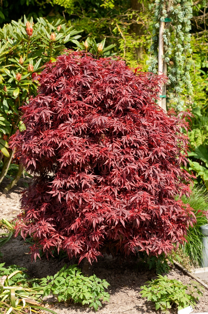 Klon Japoński na pniu 'Shaina' -80-90cm - 2 sztuki - 13273020575 - oficjalne archiwum Allegro