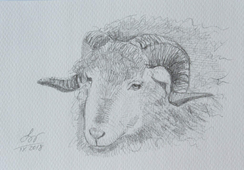 BARAN BARANEK OWCA rysunek 13x9 - 7568951557 - oficjalne archiwum Allegro