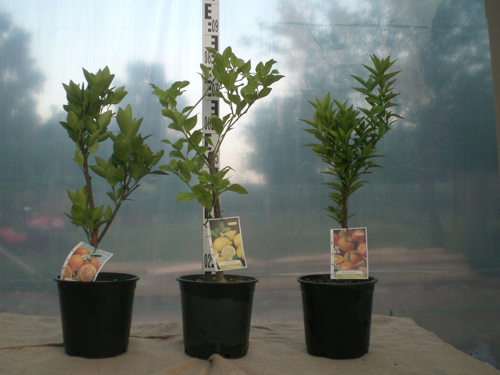 DRZEWO MANDARYNKOWE MANDARYNKA CYTRUS RETICULATA - 7826338091 ... DRZEWO MANDARYNKOWE MANDARYNKA CYTRUS RETICULATA - 7826338091 ...