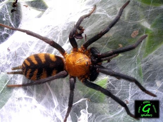 Linothele fallax L2/3 (SpidersForge) - 11892722262 - oficjalne archiwum ...