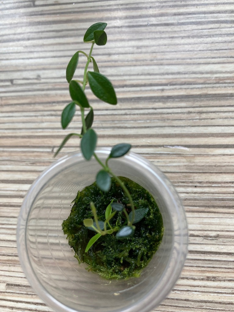 Hoya microphylla - 13420459390 - oficjalne archiwum Allegro