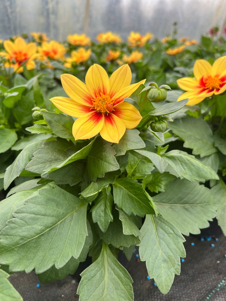 Dalia Ogrodowa Wielkokwiatowa ładna duża sadzonka - 13544971668 ...