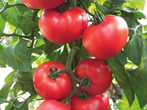 Pomidor malinowy Tomimaru Muchoo sadzonka P9 - 13133011607 - oficjalne archiwum Allegro