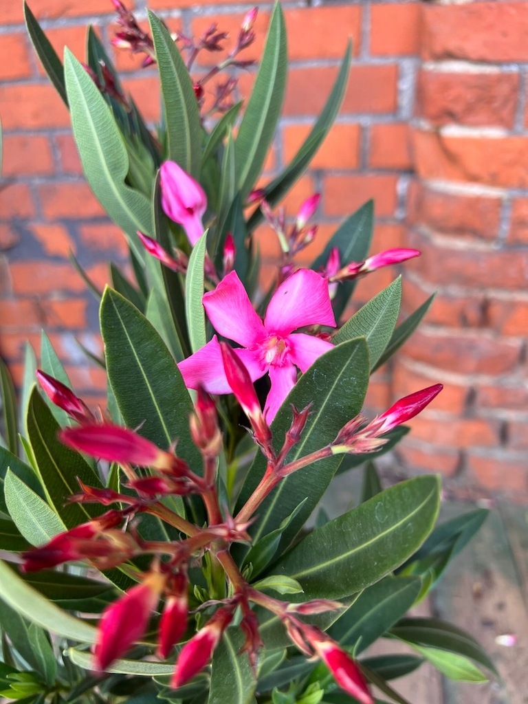 Nerium oleander I kwiaty O czewronych kwiatach na pniu 80cm - 15703738723 - oficjalne archiwum ...