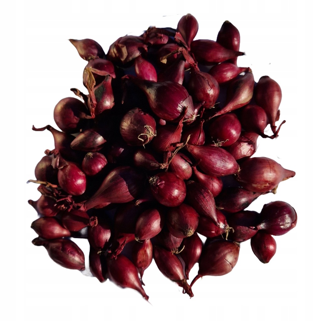 CEBULA DYMKA ZIMUJĄCA CZERWONA Electric 250g - 14281678066 - oficjalne ...