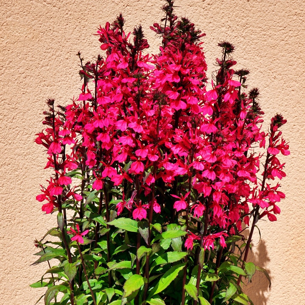 LOBELIA RÓŻOWA WIELOLETNIA KWITNĄCA PÓŁ ROKU P14 - 12862135935 ...