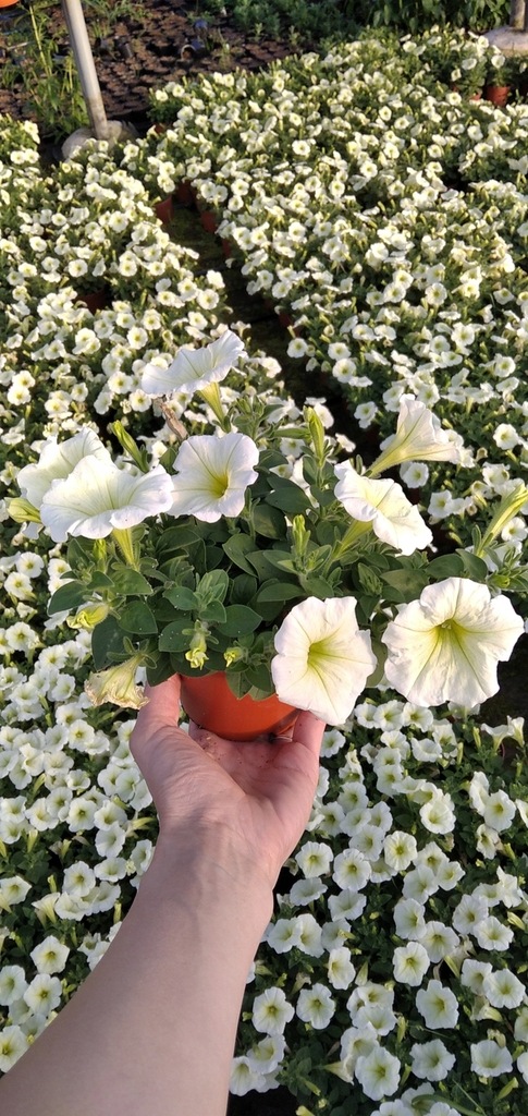 Surfinia Petunia Plus Popcorn Zestaw 6 szt. Piękna - 13555781623 ...