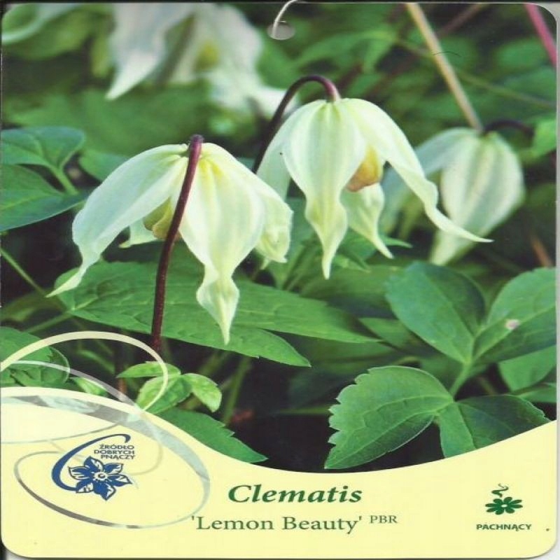 Clematis LEMON BEAUTY PBR Grupa Atragene - 11134725318 - oficjalne ...