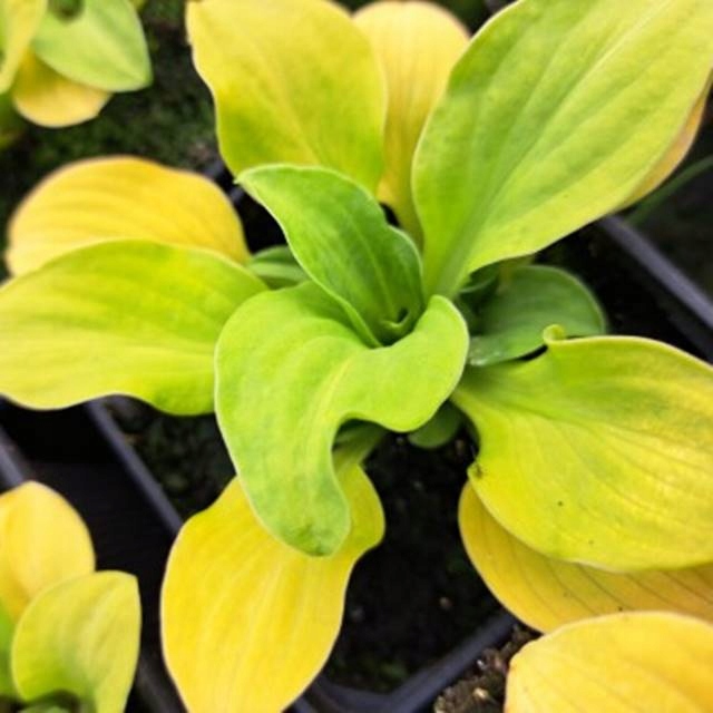 Hosta Funkia Sun Mouse 1 szt. - 15200904461 - oficjalne archiwum Allegro