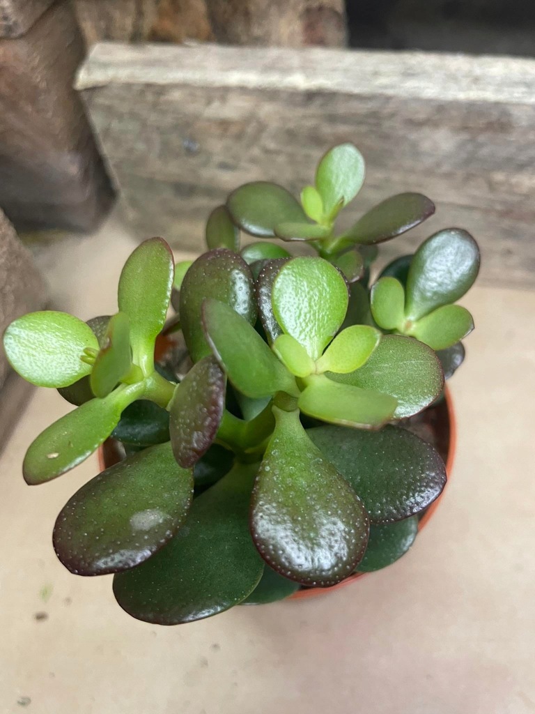 grubosz | Crassula ovata minima - 13181089079 - oficjalne archiwum Allegro