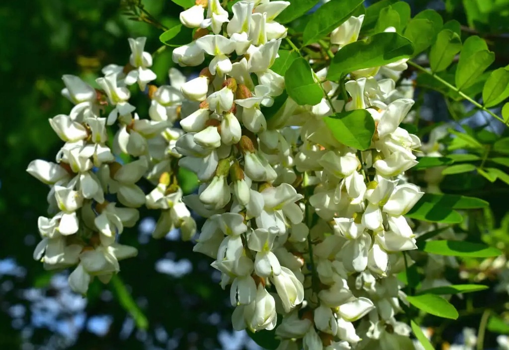 AKACJA zwykła sadzonka ROBINIA AKACJOWA drzewo miododajne szybkorosnące ...