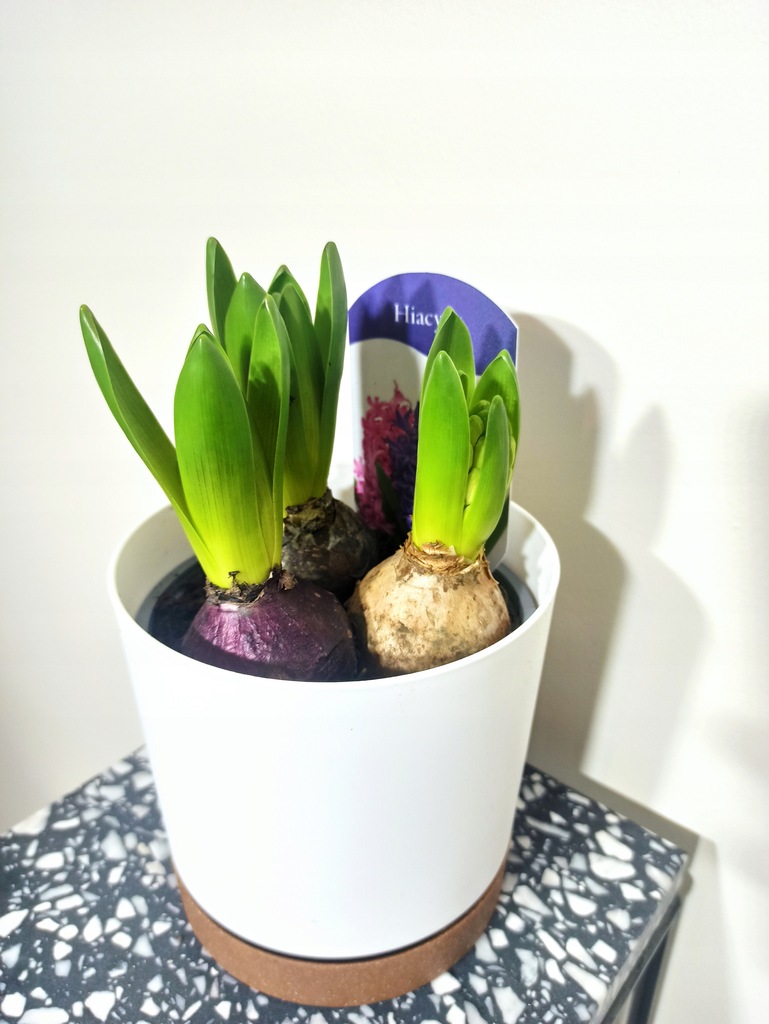 Hiacynt Wschodni Hyacinthus Orientalis - 3 CEBULKI - 13196932066 ...