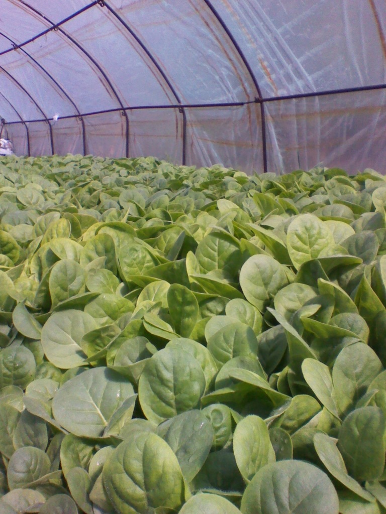 tytoń Virginia sadzonki 10 sztuk - 7993545329 - oficjalne archiwum Allegro