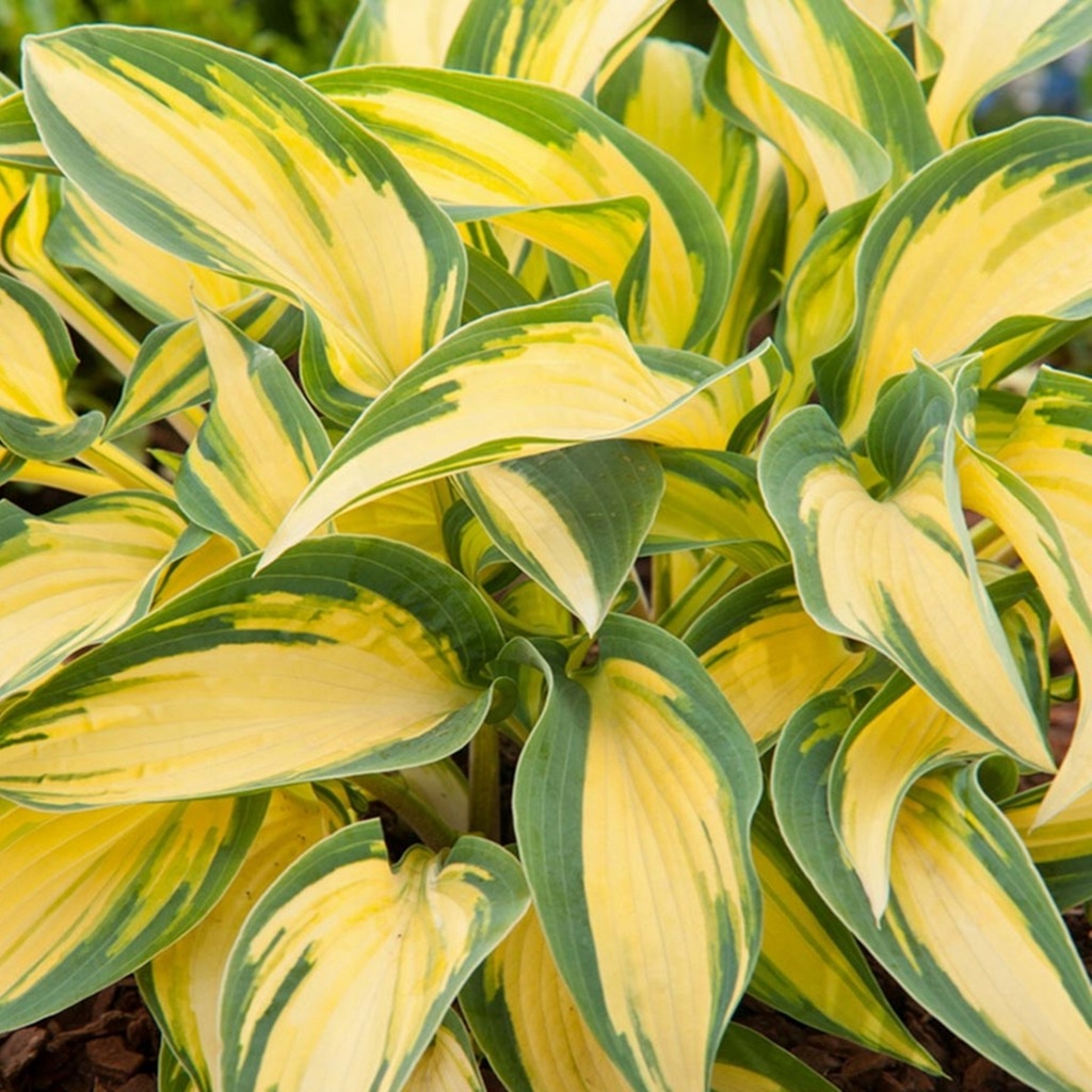 Hosta Hosty Funkie Funkia Orange Marmalade 1 szt. - 12475742690 ...