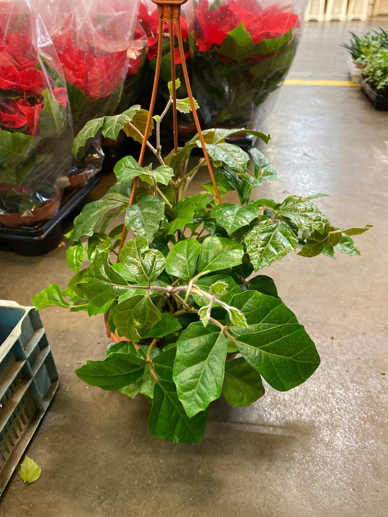 CISSUS RHOMBIFOLIA CISUS ROMBOLISTNY - 11555023549 - oficjalne archiwum ...