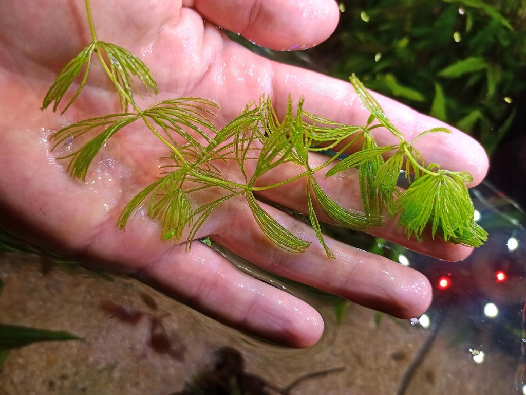 Rogatek Sztywny Roślina do AKWARIUM - 11438092579 - oficjalne archiwum ...