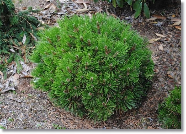 Pinus heldreichii Beran Conica - Rarytas !!! !!! - 12222844179 ...