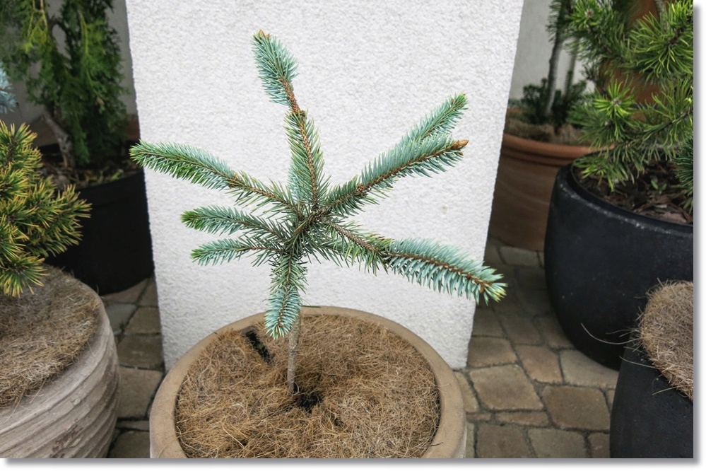 Picea pungens Neon - Rarytas !!! - 12557599767 - oficjalne archiwum Allegro