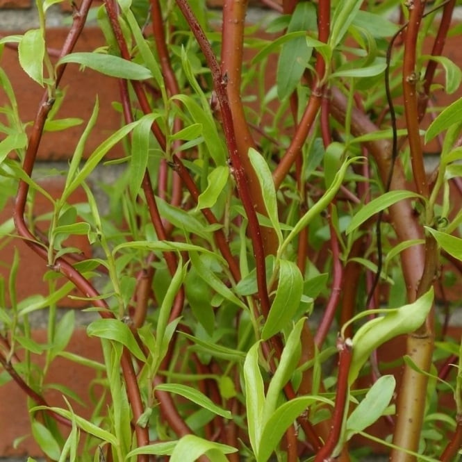 Wierzba płacząca Erythroflexuosa, WYJĄTKOWY WYGLĄD - 12446088446 ...
