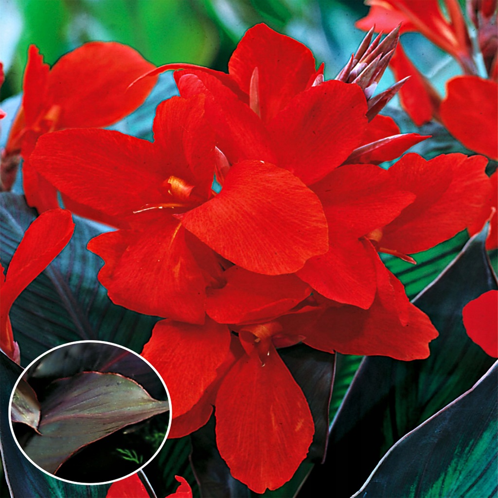 Canna Paciorecznik Kanna Black Knight 1 szt - 11661234728 - oficjalne ... Canna Paciorecznik Kanna Black Knight 1 szt - 11661234728 - oficjalne ...