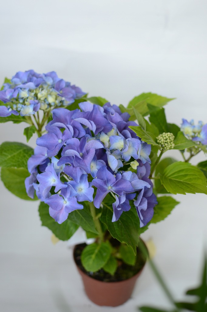 Hydrangea Early Blue Hortensja ogrodowa P12 - 12087515416 - oficjalne ...