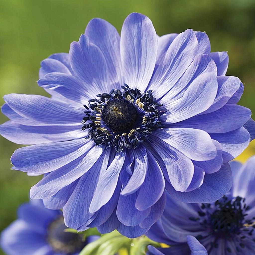 Anemon Zawilec Pełny Lord Lieutenant 10szt Anemony - 13098194027 ...