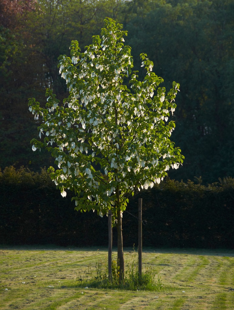 Drzewo duchów Dawidia Chińska Columnar 50-70cm C2 - 11716892862 ...