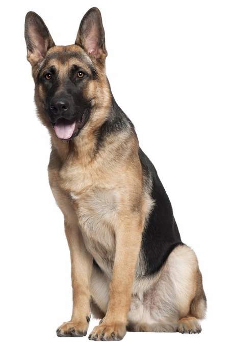 Sucha Karma Dla Owczarka Niemieckiego Divinus 20kg - 8299461092 ... Sucha Karma Dla Owczarka Niemieckiego Divinus 20kg - 8299461092 ...