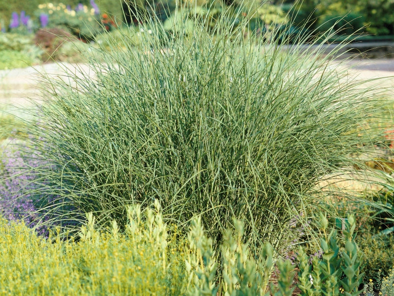 Trawa Stipa tenuifolia- ostnica mocna - 7760906073 - oficjalne archiwum ...