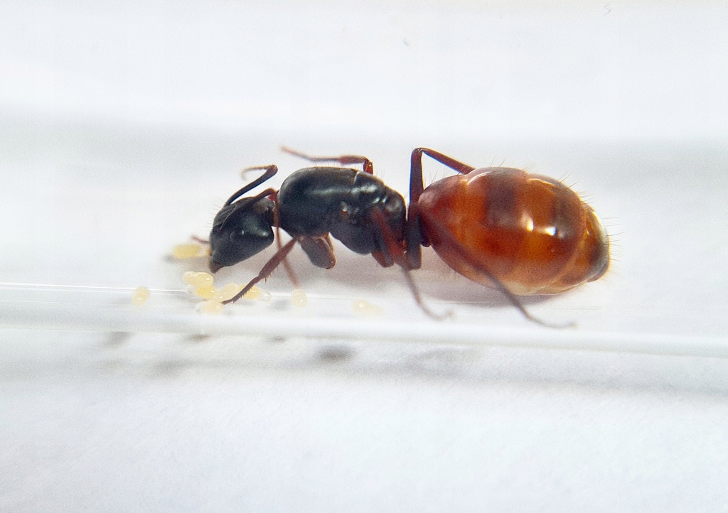 Camponotus CA02 Królowa do Hodowli w Formikarium - 13825986146 - oficjalne archiwum Allegro